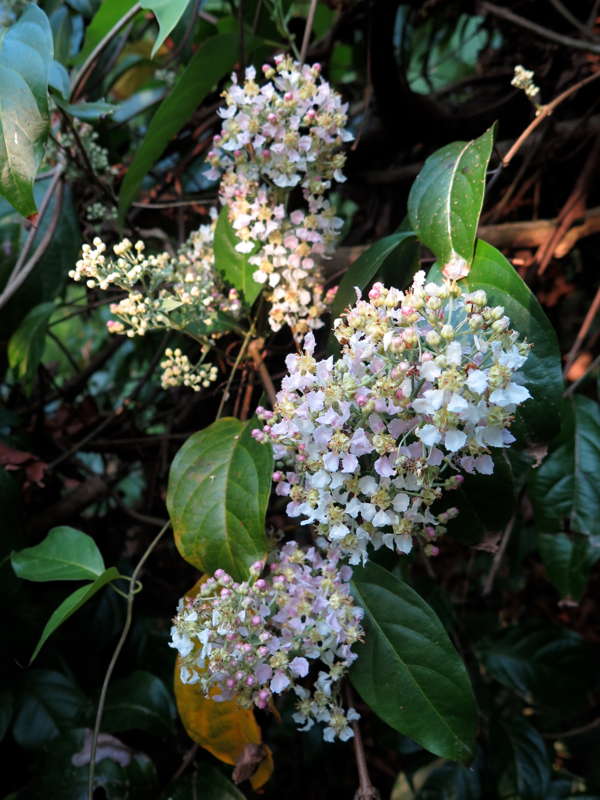 What is Chakruna? - Rainforest Medicine Council Gatherings