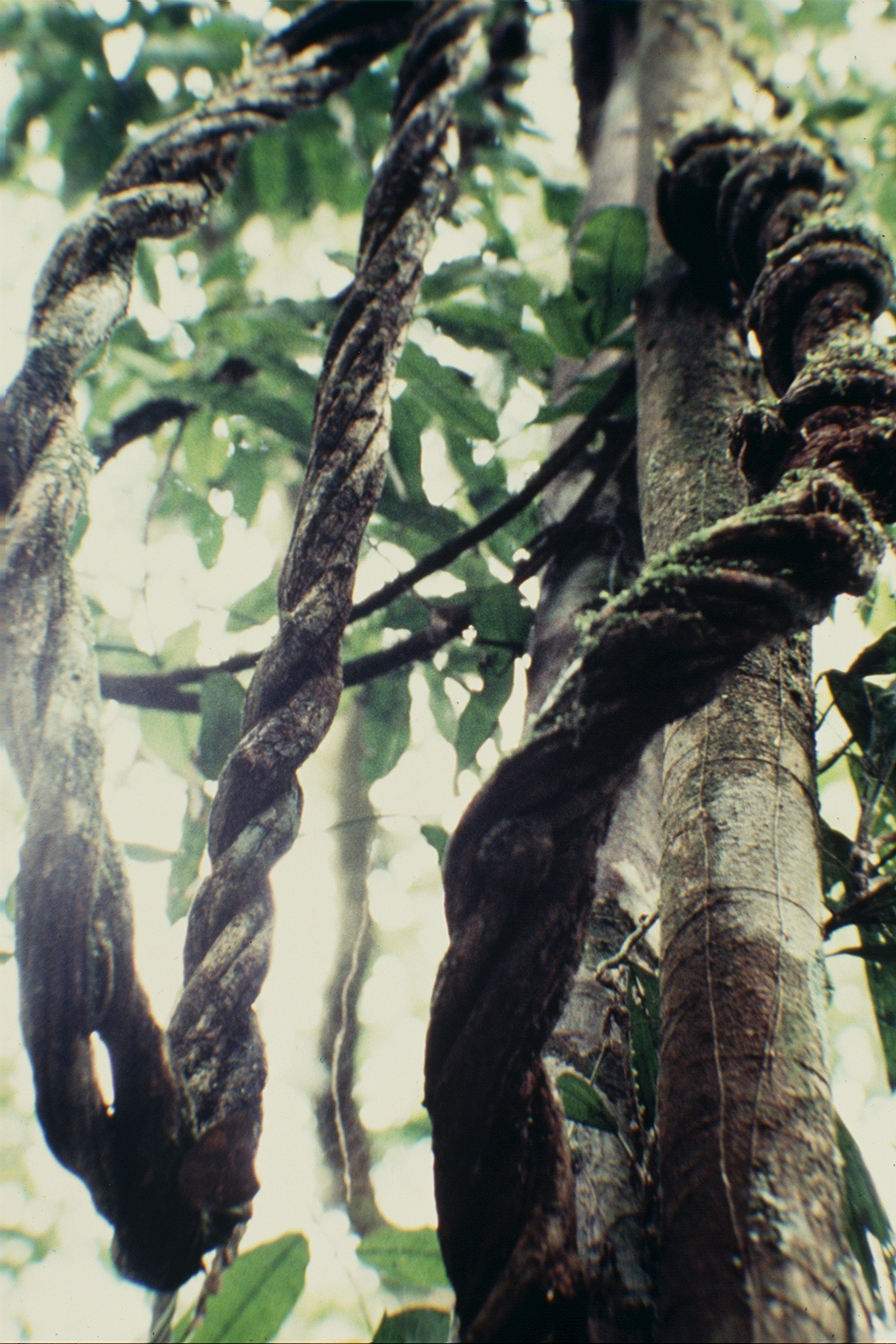 Rainforest Medicine – Rainforest Medicine Gatherings