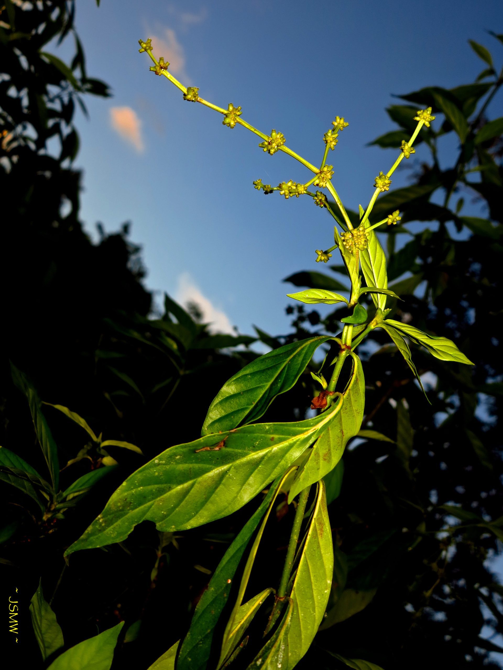 What Medicine Is Made From The Rainforest at Mary Chute blog