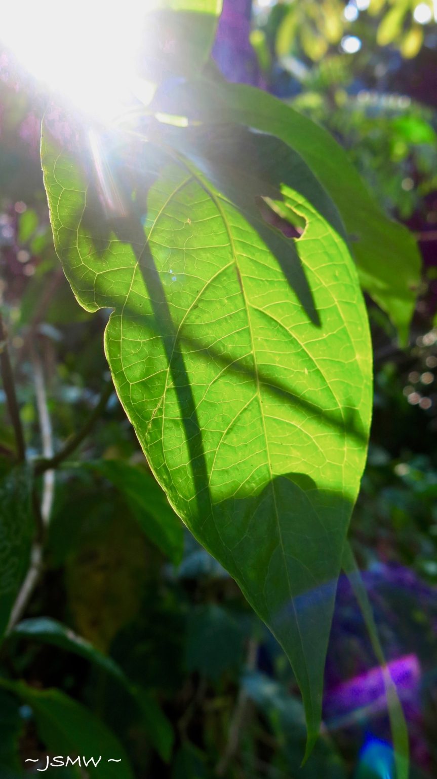 The Delicate Nature of Ayahuasca and Yagé - Rainforest Medicine Council ...
