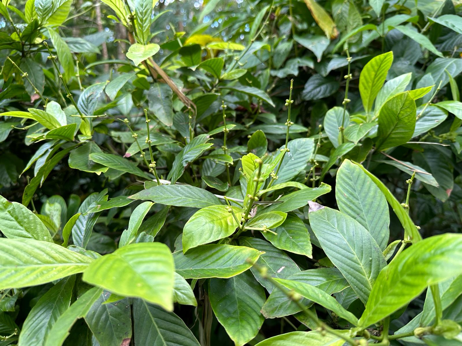 What is Chakruna? - Rainforest Medicine Council Gatherings