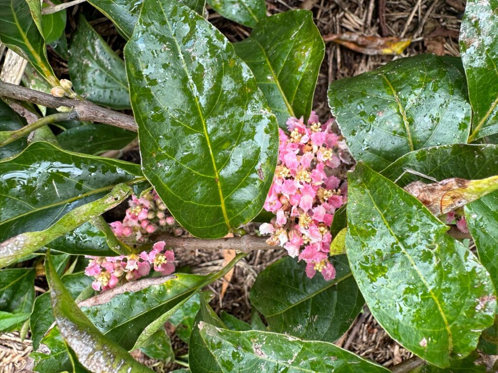 The Yagé Complex by Neil Logan – Rainforest Medicine Gatherings